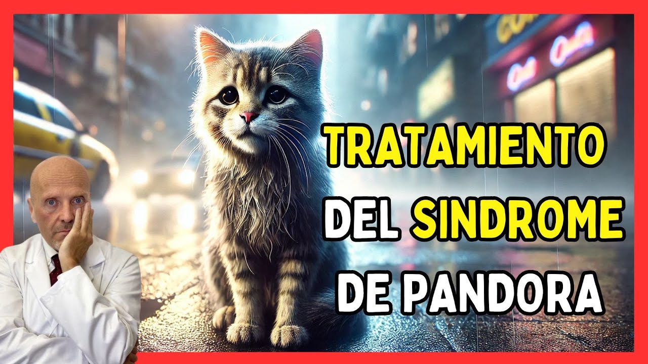 🔴 SÍNDROME DE PANDORA EN GATOS: SÍNTOMAS Y TRATAMIENTO 🐱⚠️ - YouTube