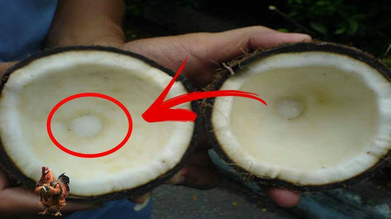 Kentos Kelapa? Jangan Dibuang, Ini Manfaatnya! - YouTube