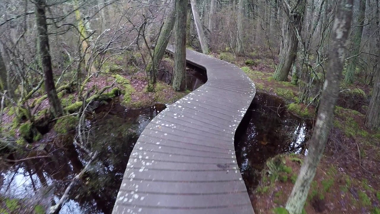 Atlantic White Cedar Swamp in Wellfleet, MA - YouTube