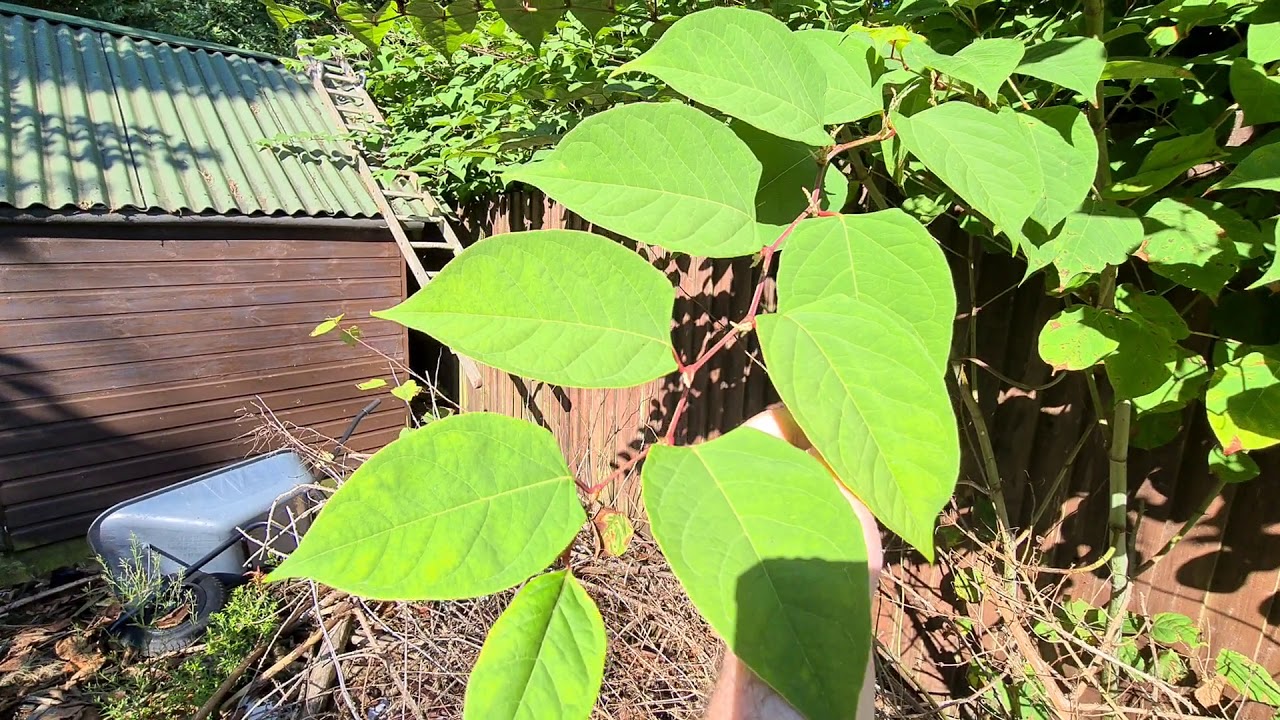 Japanese Knotweed In June Growing Fully With Its Distinctive ...