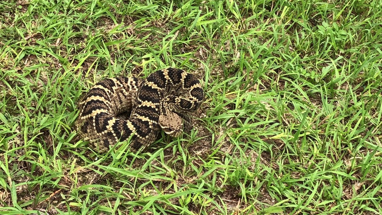 friendly rattlesnake near Gainesville, Florida - YouTube