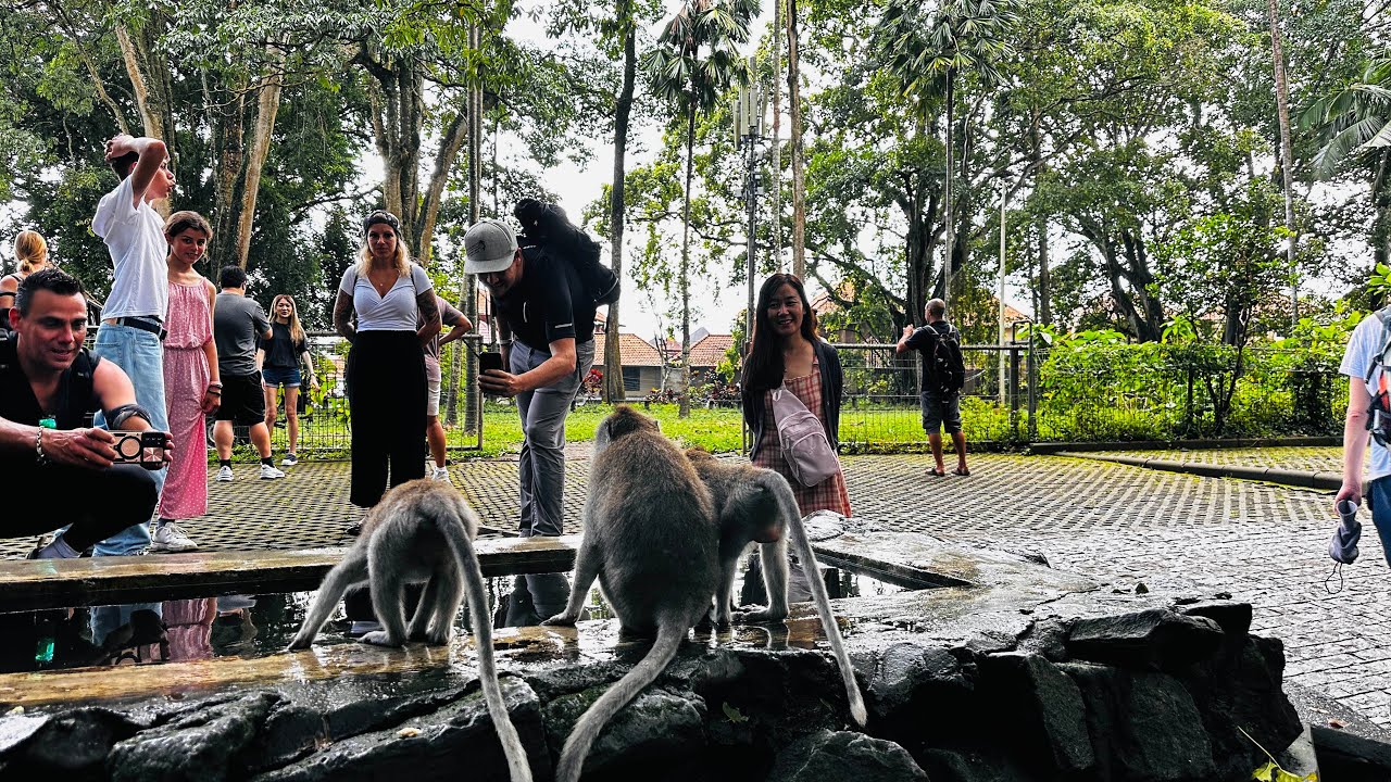 The Monkey Forest tour 7/30/24 - YouTube