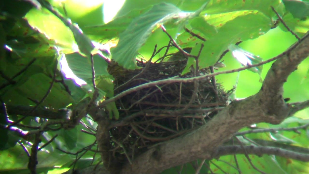 Summer Tanager Nest