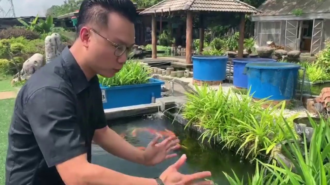 What are the components of the bio filter pond? - YouTube