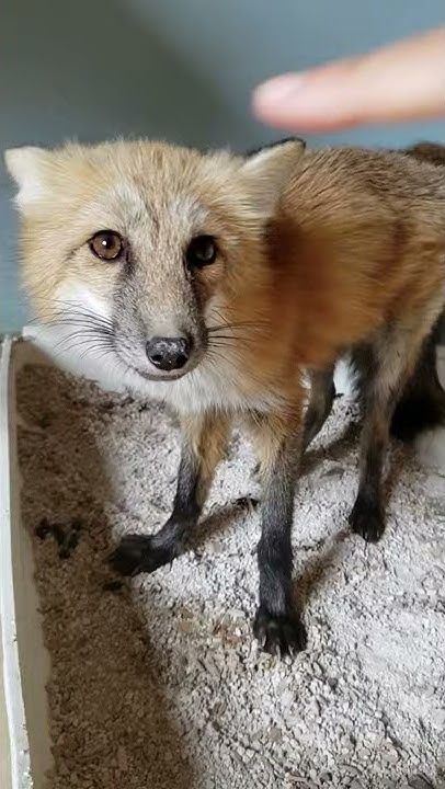 Nose boop for Hera the fox - YouTube