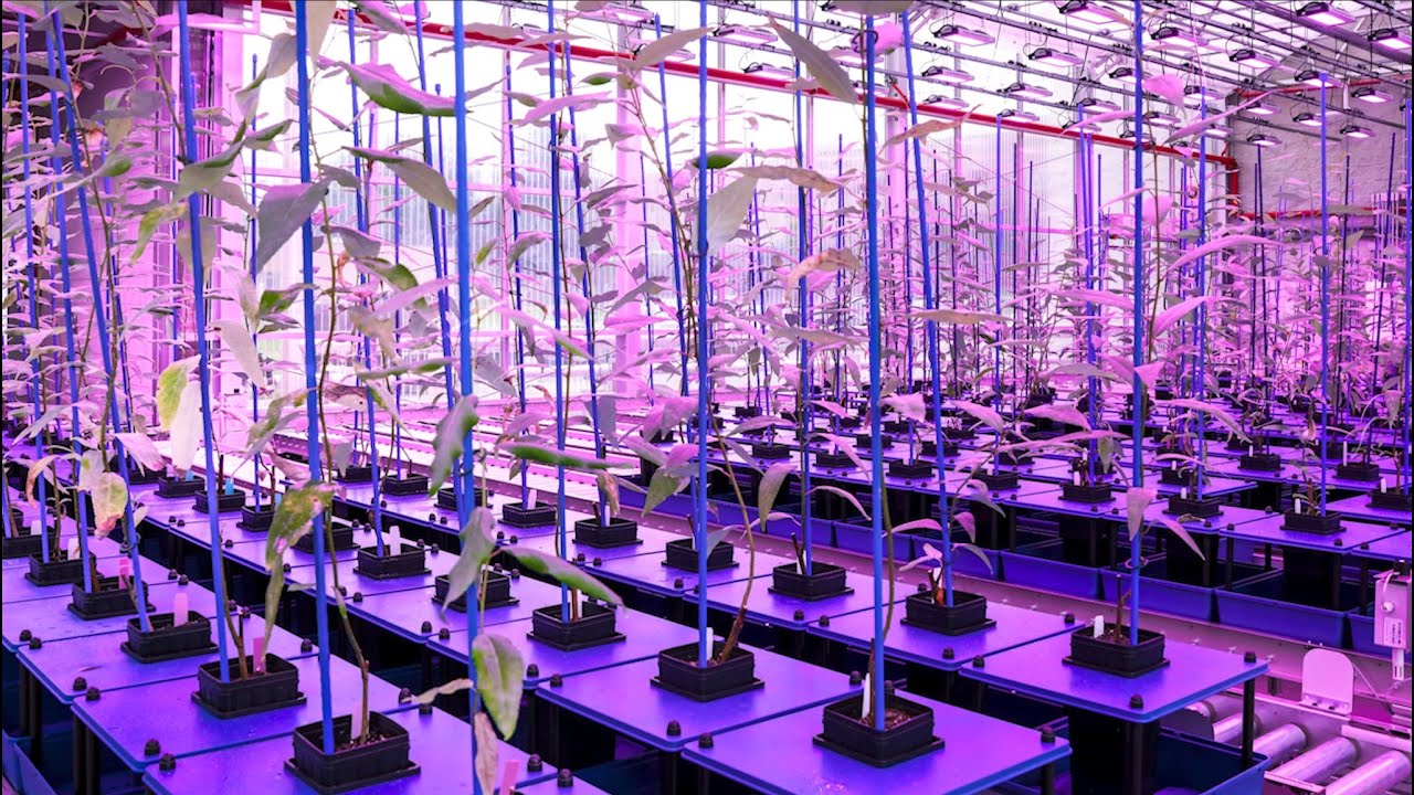 Advanced Plant Phenotyping Laboratory (APPL) - YouTube