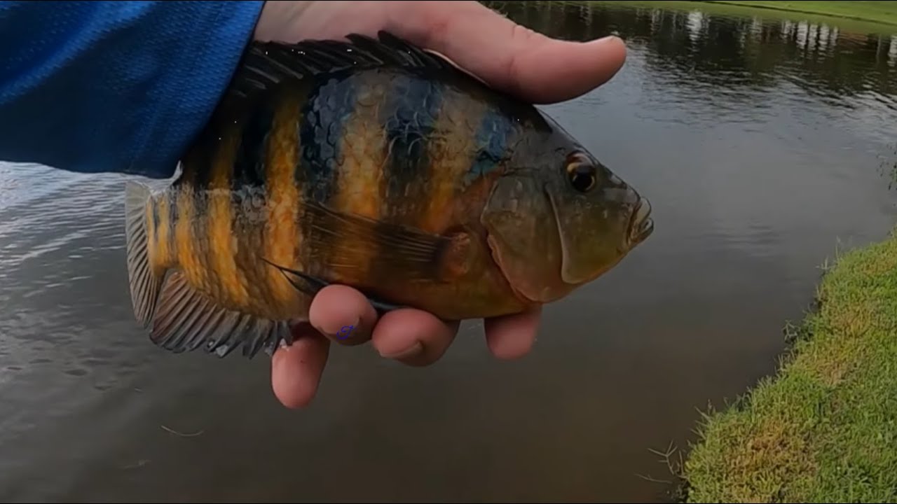 Fishing for Mayan Cichlid - Lifer 77 - YouTube