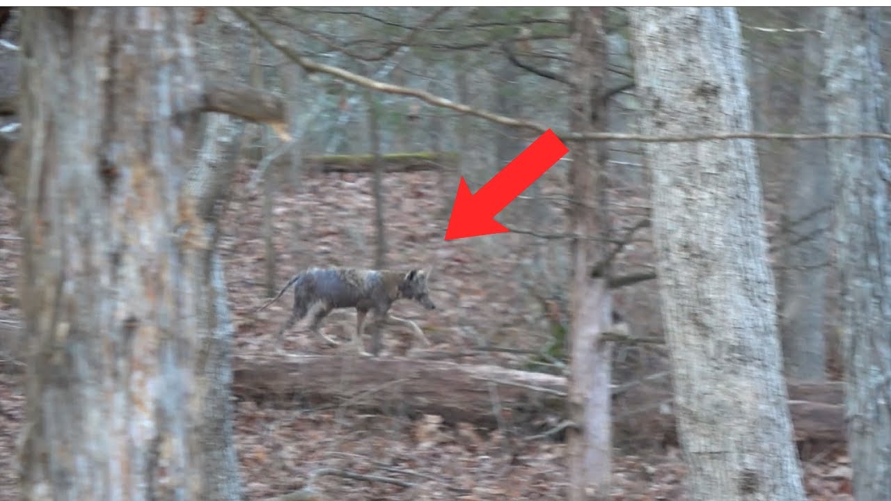 Deer Vs Coyotes! - YouTube