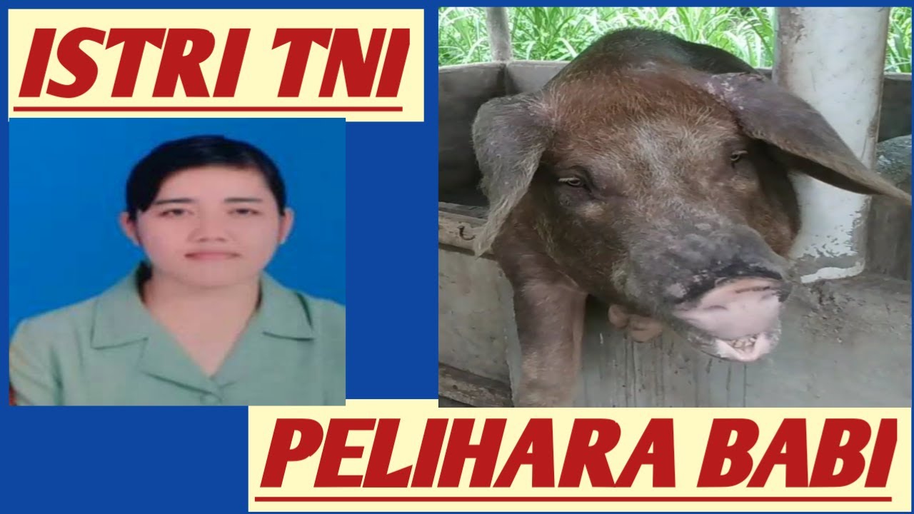 ISTRI TNI PELIHARA BABI - YouTube