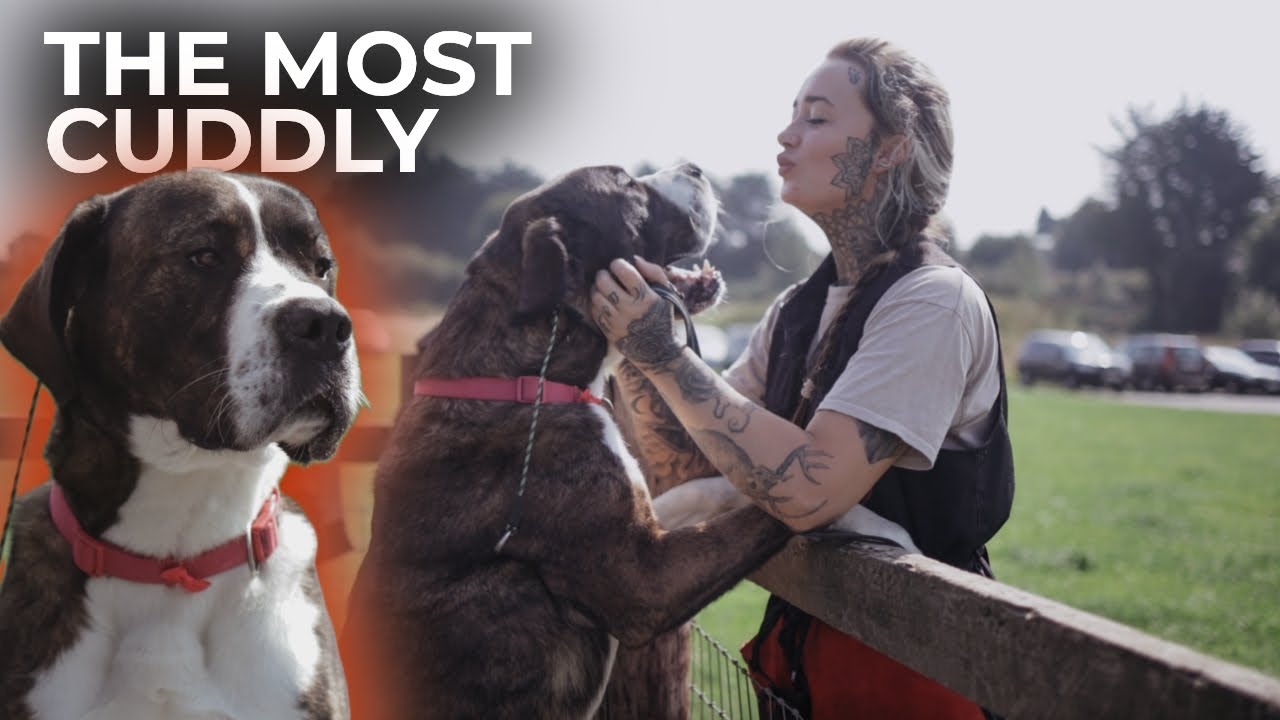 Training a Big, Sweet Mastiff: Pooh Bear’s Journey - YouTube