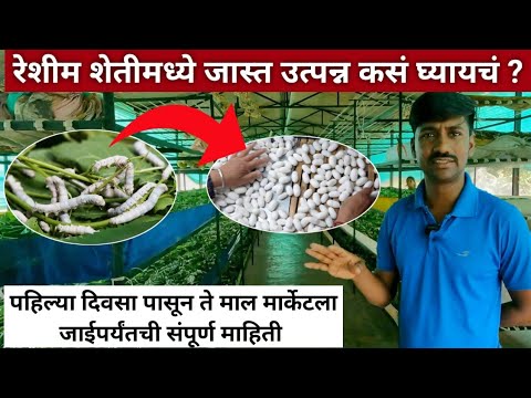 रेशीम शेतीची A to Z माहिती | Reshim Sheti | Reshim udyog in marathi ...
