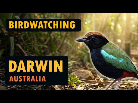 The Australian City Every Birdwatcher Needs to Visit!
