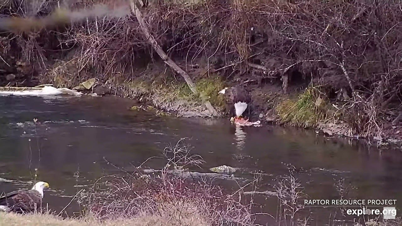 The Norths expel the invaders and enjoy the meat in the stream Decorah ...