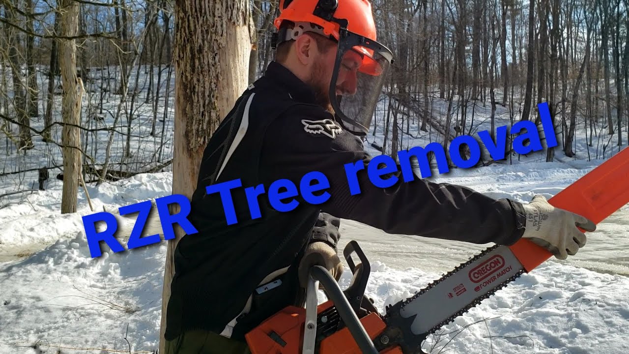 Tree Removal with RZR - YouTube