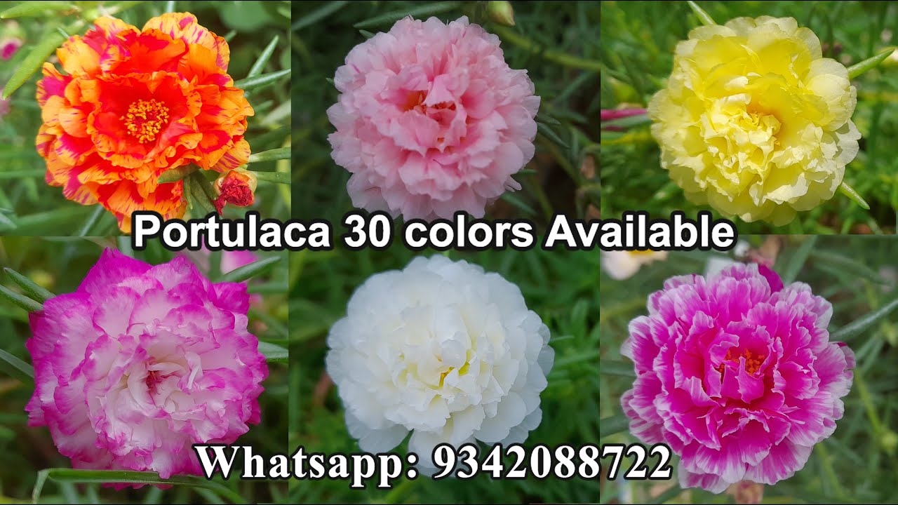 Portulaca | Purslane | Cindrella | Sun Rose | Moss Rose | Rare ...