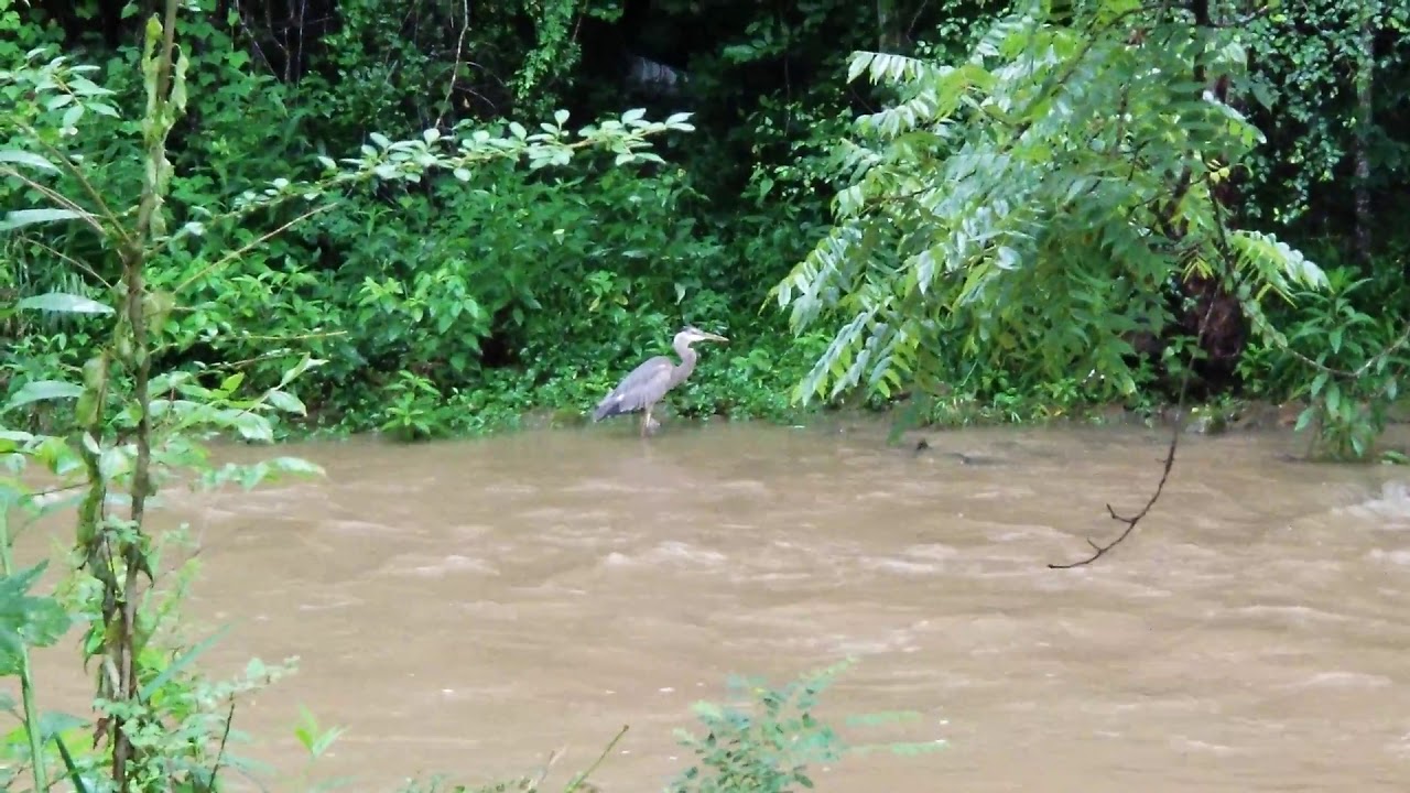 A crane hunting for fish. 7-22-19 - YouTube