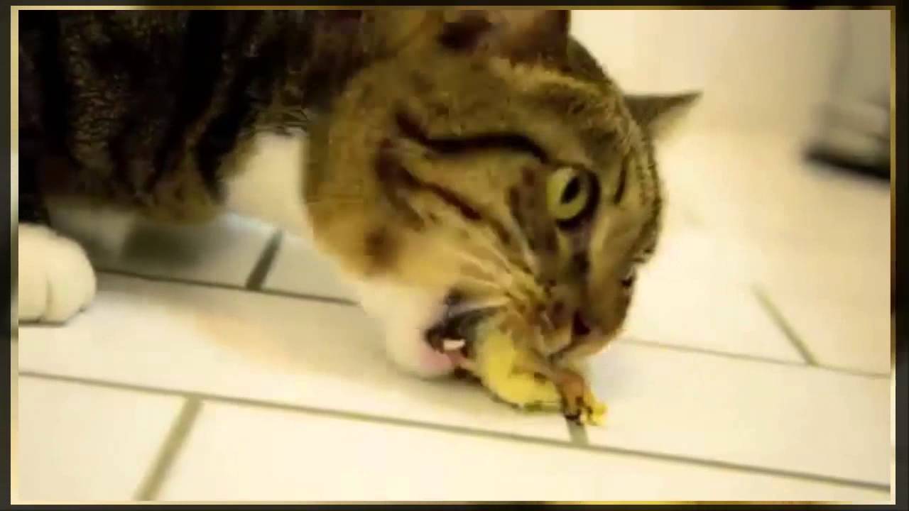 Brutal Kitten eating Chick bit Shocking - YouTube