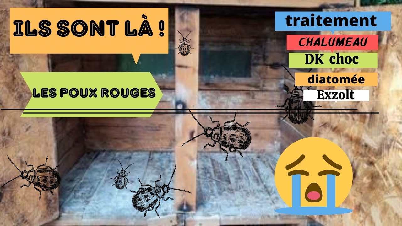 Catastrophe les poux rouges ont débarqué au poulailler 😱 - YouTube