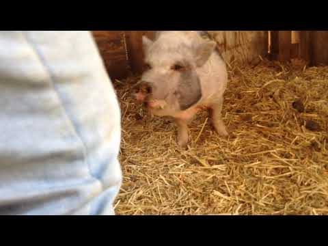 Pigs getting their feet trimmed, part 1 - YouTube