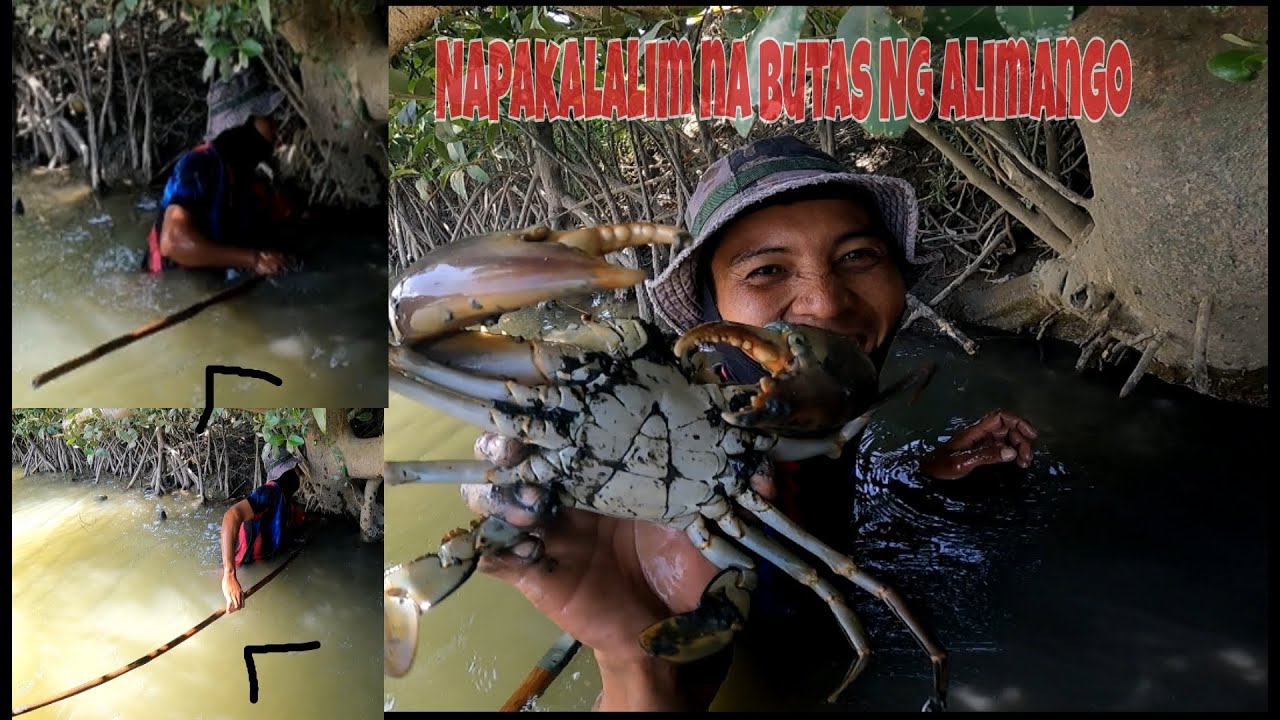 Malalaking alimango sa malalim na butas | bulik at Pula | catch&cook ...