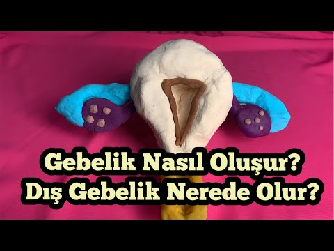 🤰🏼Gebelik Nasıl Oluşur? Dış Gebelik Nerede Olur?