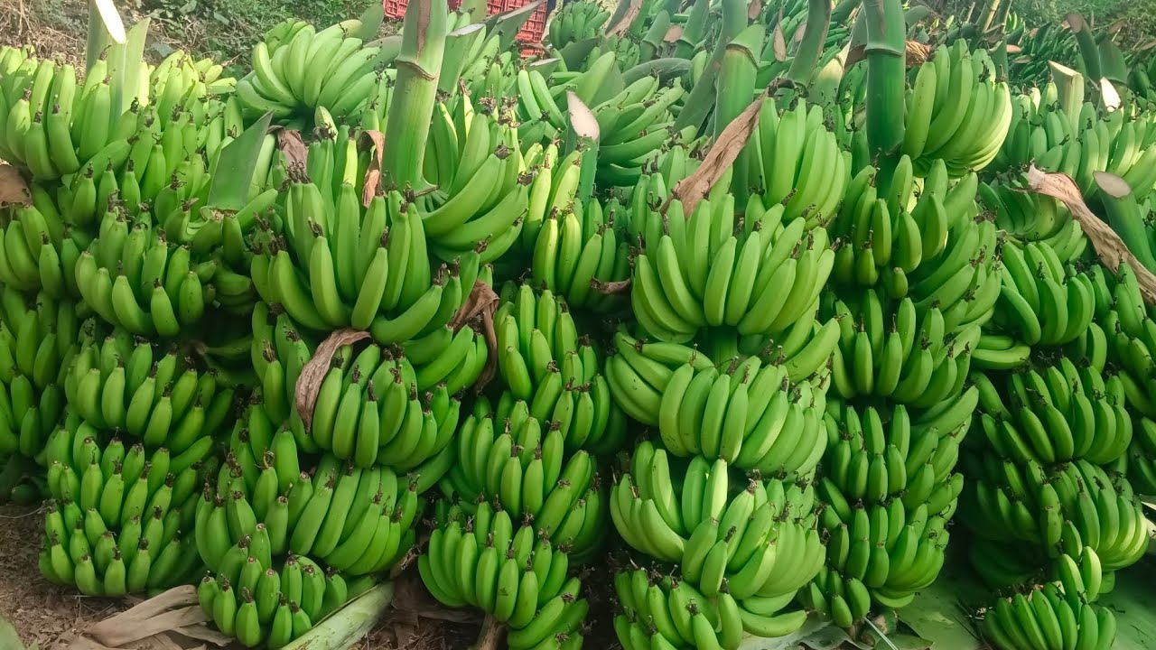 MFC_Ahmedabad_Gujarat | Export_Quality_Bananas_Packing |Premium_Quality ...