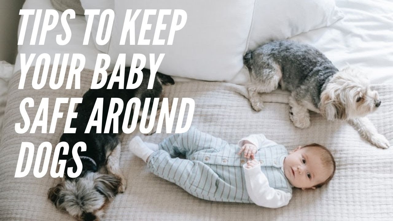TIPS TO KEEP YOUR BABY SAFE AROUND DOGS - YouTube