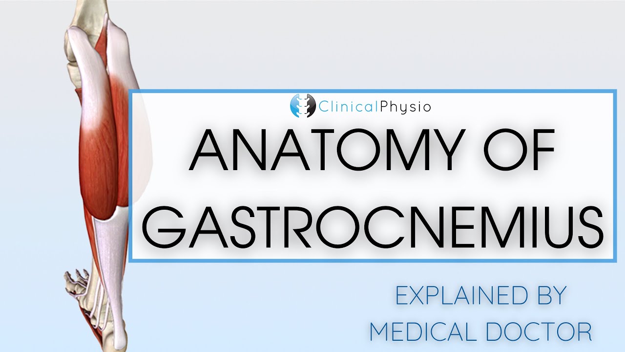 Gastrocnemius Artery