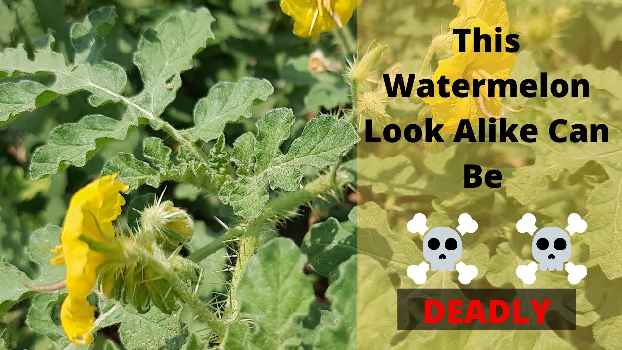 Is This Toxic Watermelon Look Alike Invading Your Garden? - YouTube