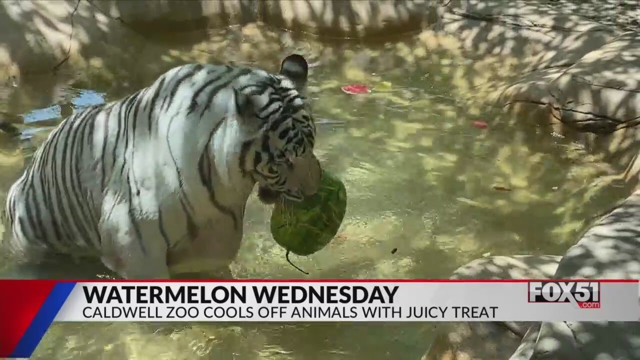 Caldwell Zoo kicks off 'Watermelon Wednesday' by giving the animals a ...