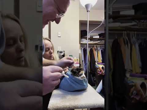 Cat getting antibiotics or angry Chinese man yelling?
