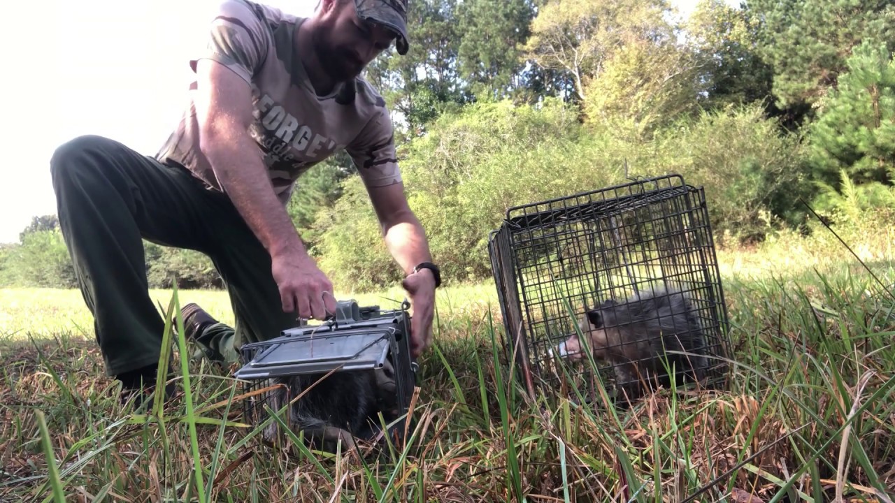 Nuisance Opossum Trapping - YouTube