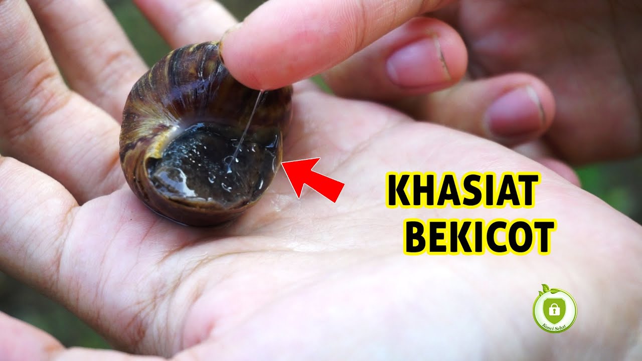 Inilah 9 Manfaat Bekicot untuk Kesehatan | Kaya Nutrisi - YouTube
