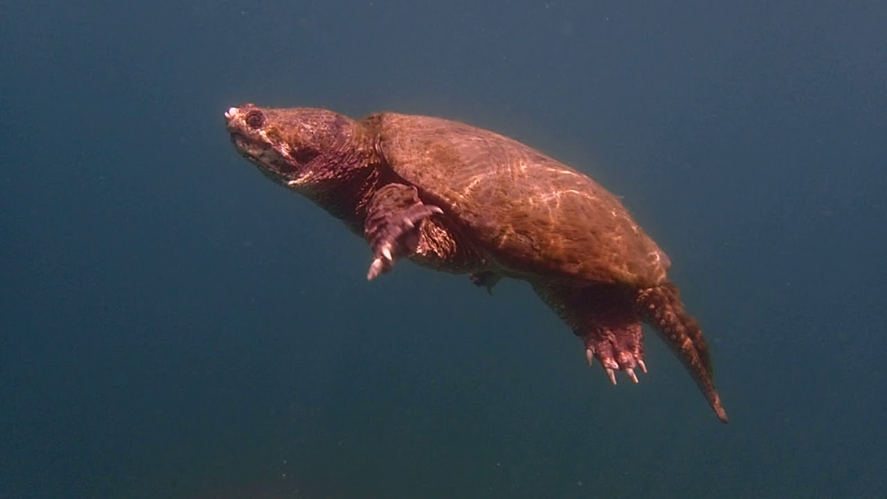 Walden Pond snapping turtle taking a few breaths - YouTube