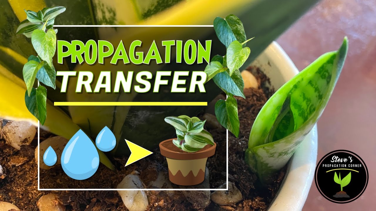 From Water to Soil: A Simple Guide to TRANSFERRING Water Propagations ...