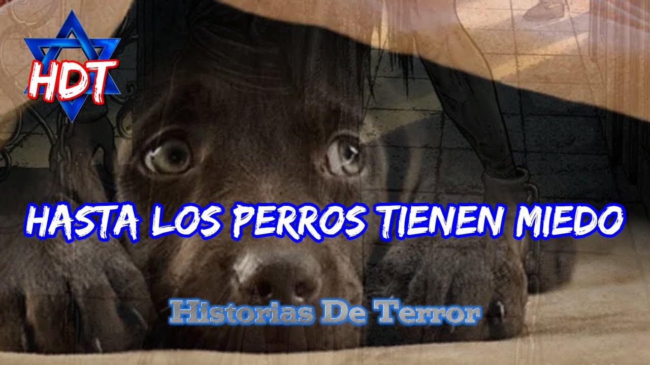 - HASTA LOS PERROS TIENEN MIEDO - |Historias De Terror| HDT - YouTube