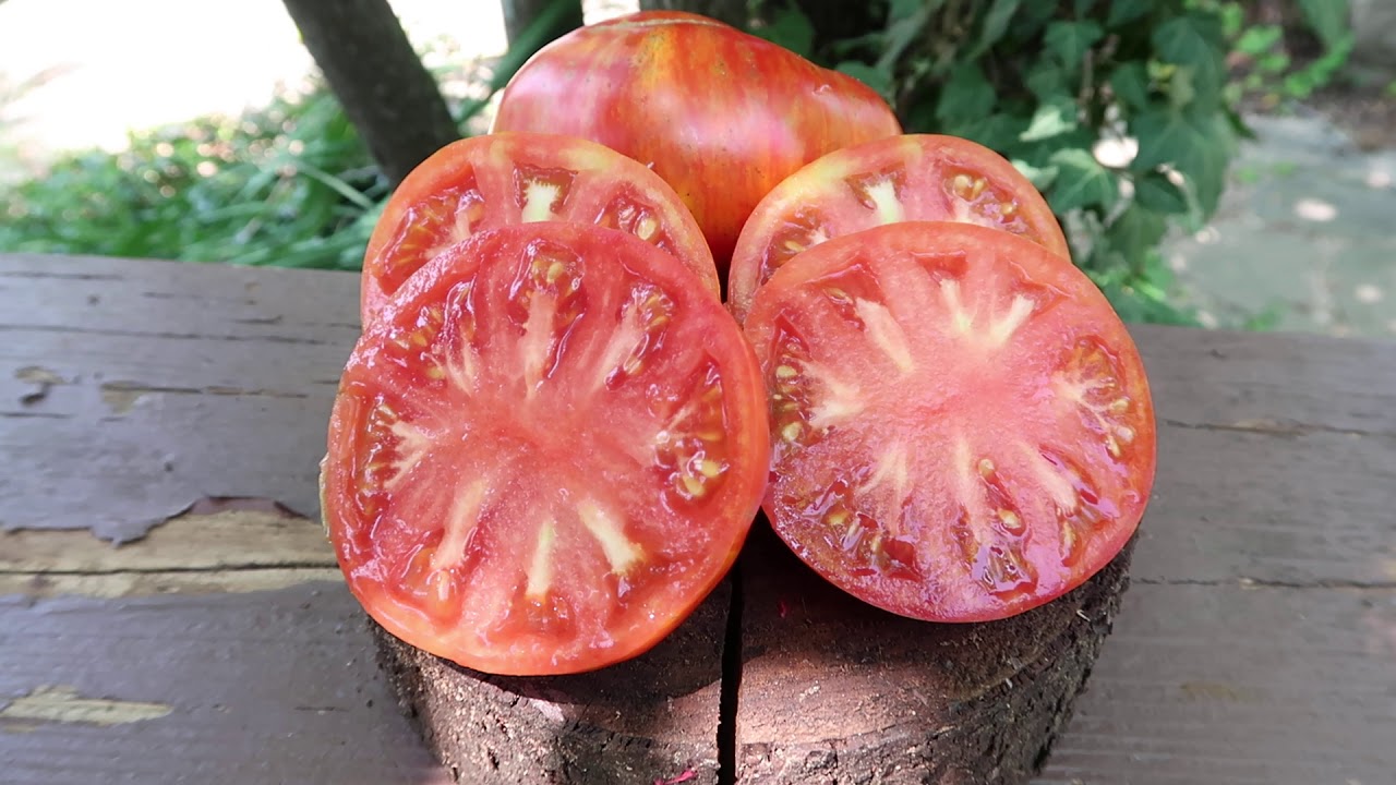 Solar Flare Tomato. A Wonderful Treat By Brad Gates. Must Try! - YouTube