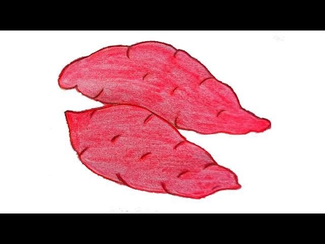 Sweet Potato Drawing Easy Step By Step