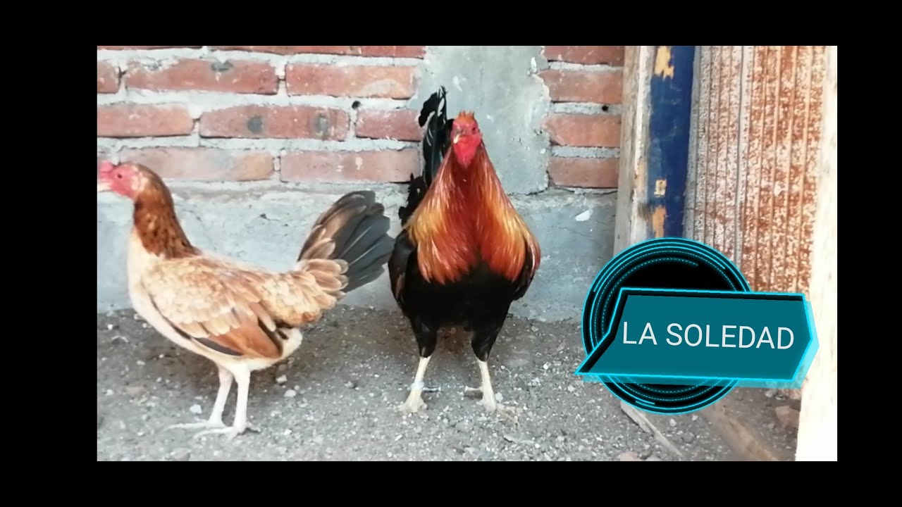 Gallo Radio - Gallina Sweater para pies de La Soledad - YouTube