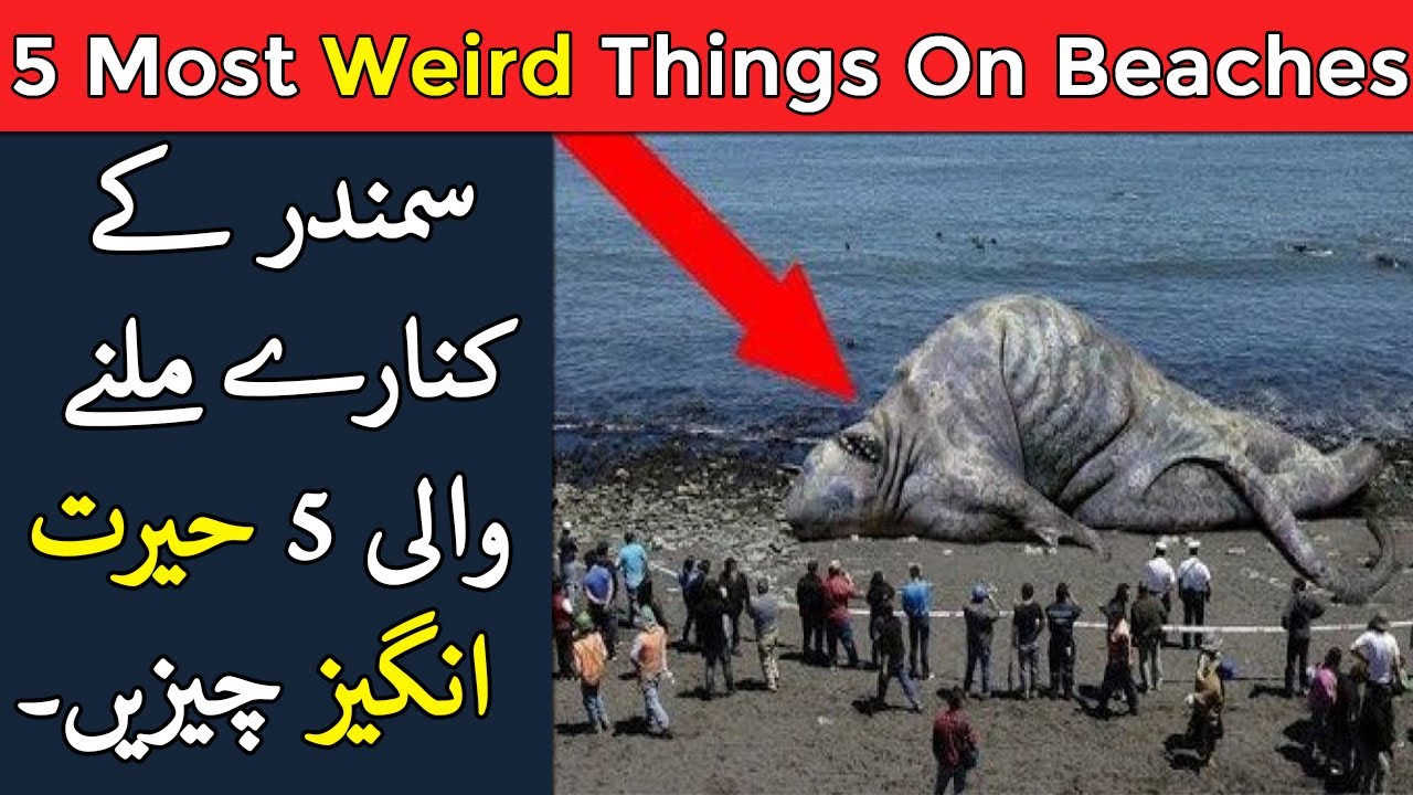 5 Most Amazing things found on beaches of world - YouTube