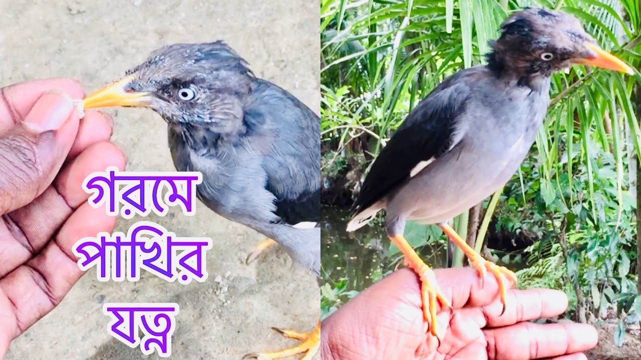 গরমে শালিক পাখির যত্ন কিবাবে নিবেন।পাখির খাবার কি দিবেন।শালিক পাখি ...