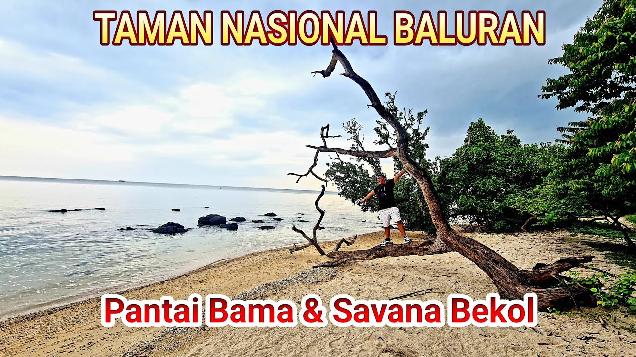 WISATA ALAM TAMAN NASIONAL BALURAN Pantai Bama dan Savana Bekol eps.4 ...