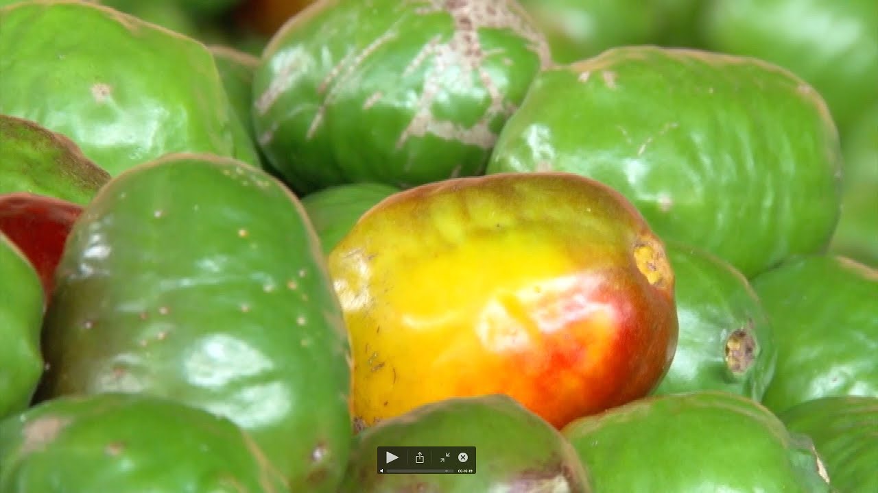 Generalidades del Cultivo de Jocote - YouTube