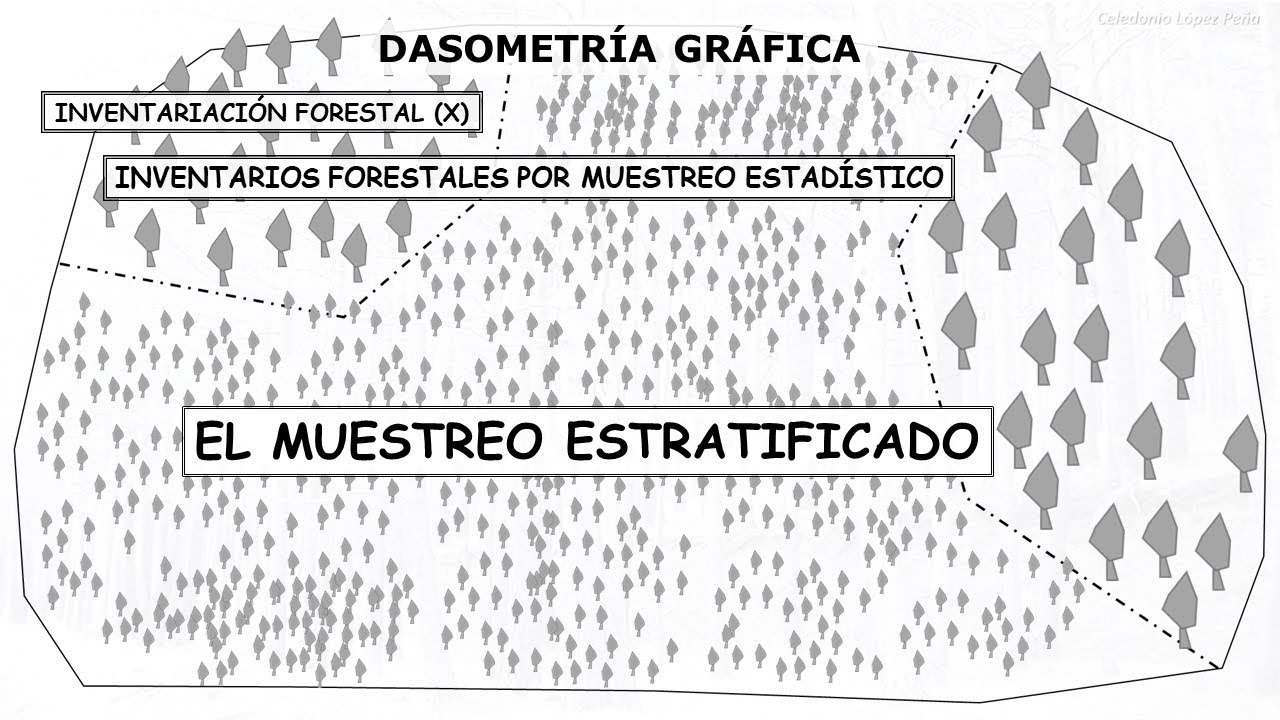 MUESTREO ESTRATIFICADO - YouTube