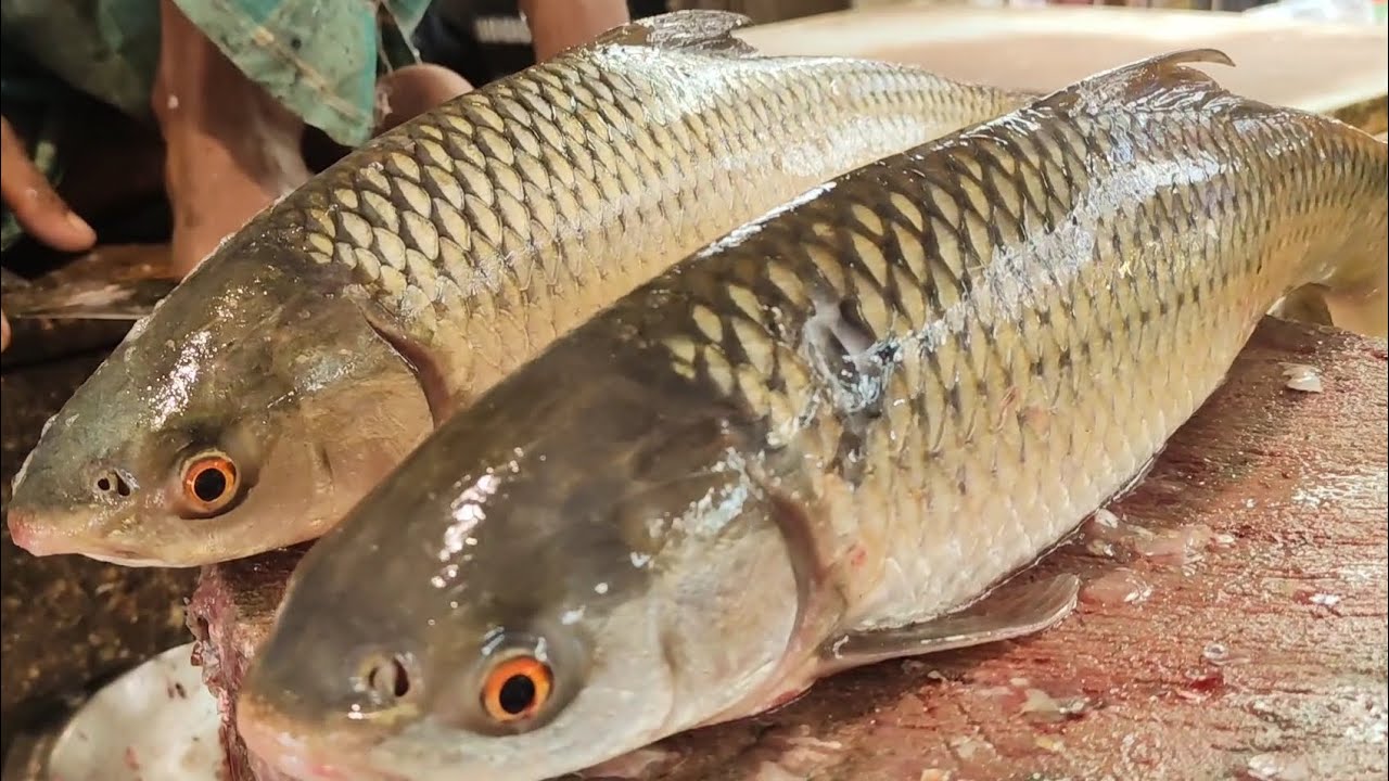 Incredible Huge Grass Carp Fish Cutting Live In Bangladesh - YouTube