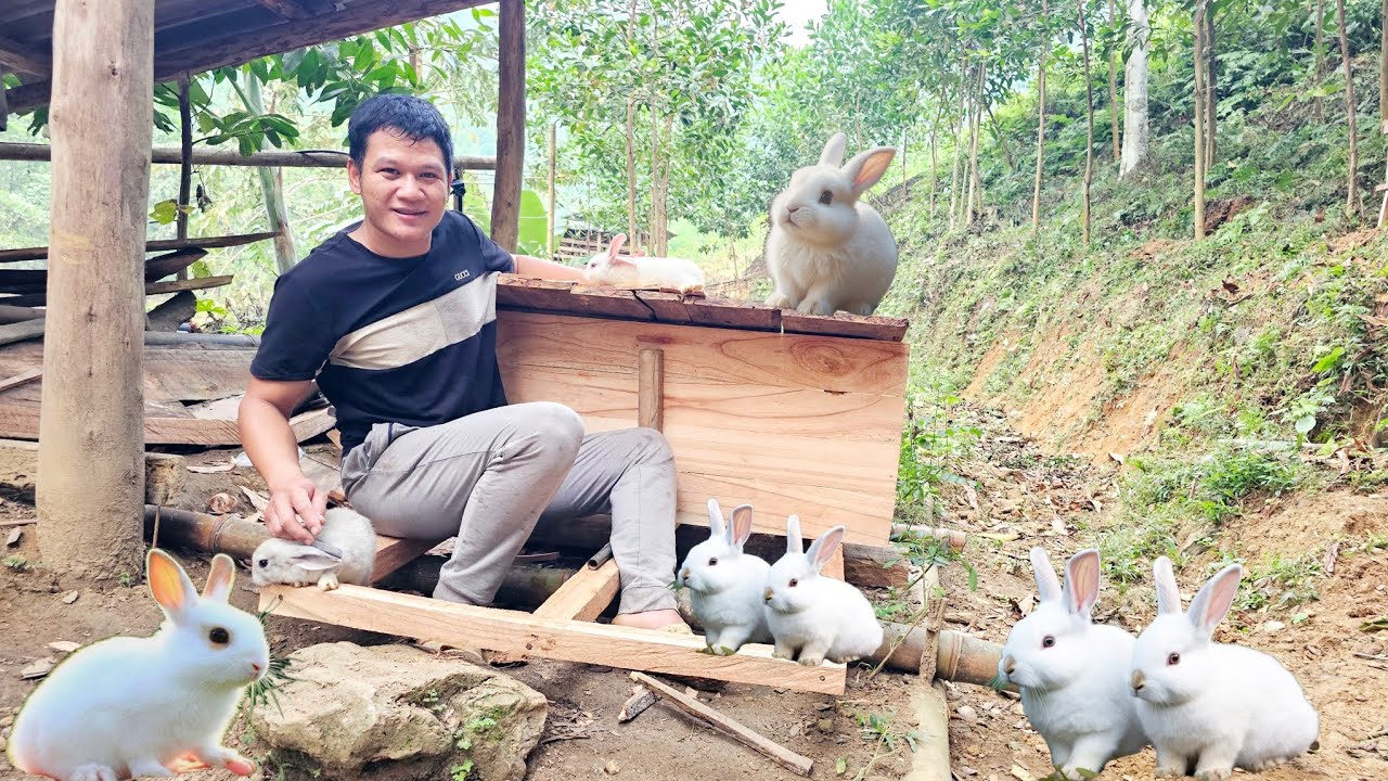 Build a beautiful house for rabbits (EP252) - YouTube