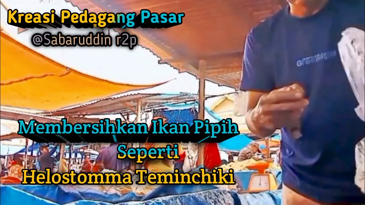 Membersihkan ikan pipih Seperti Helostomma Teminchiki - YouTube