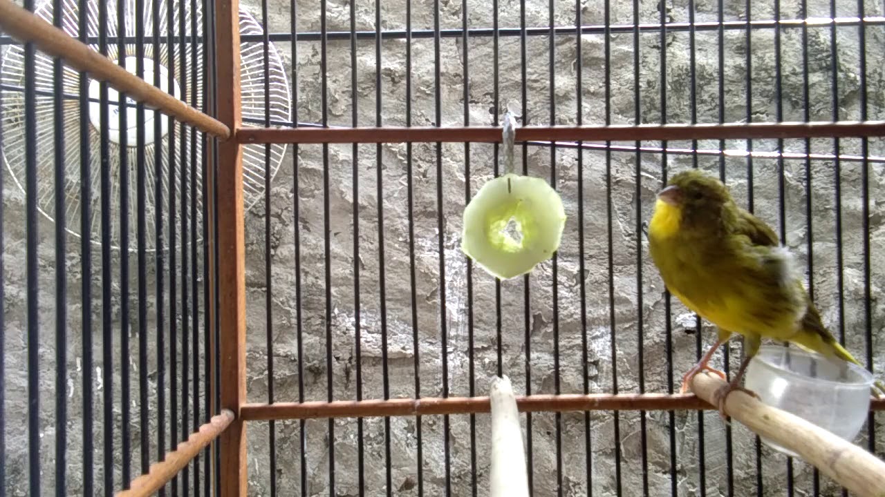 Kenari Romeo AF bljar susun lagu - YouTube