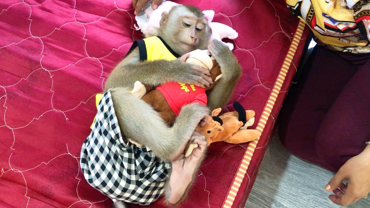 Jason Determine Protecting Little Monkey Friend Worry Mom Take - YouTube