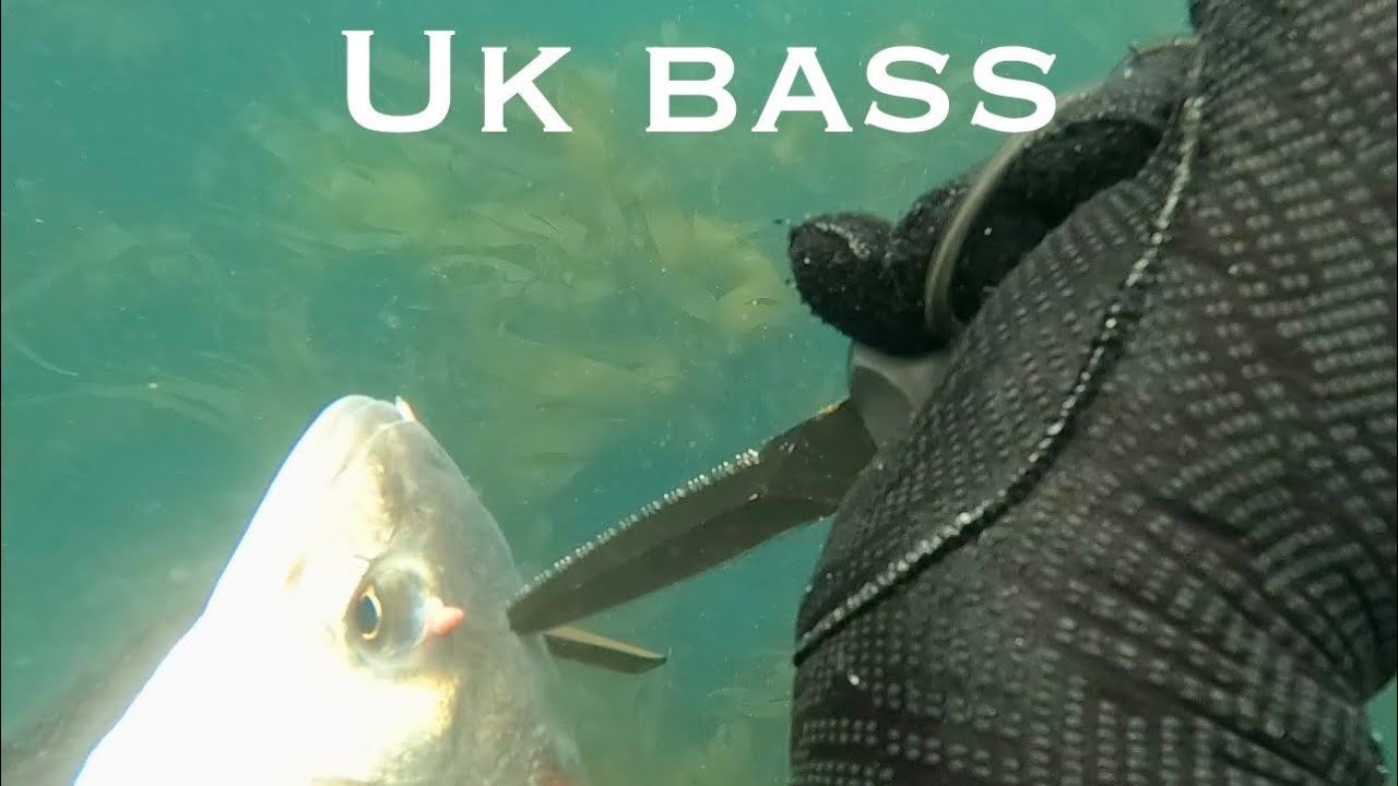 Spearfishing uk bass - YouTube